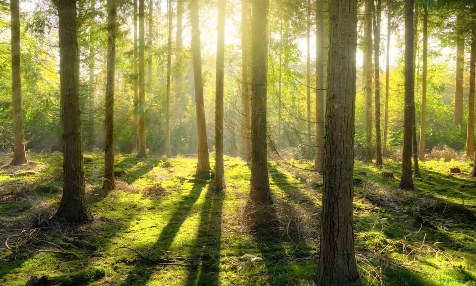 100 Quotes About Trees And Forests Resilient 100-quotes-about-trees-and-forests-resilient