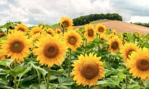 40+ Sunflower Quotes and Sayings to Bring Happiness - Resilient